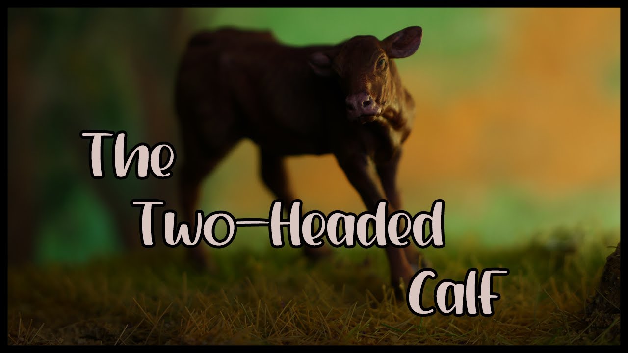 The Two-Headed Calf - YouTube