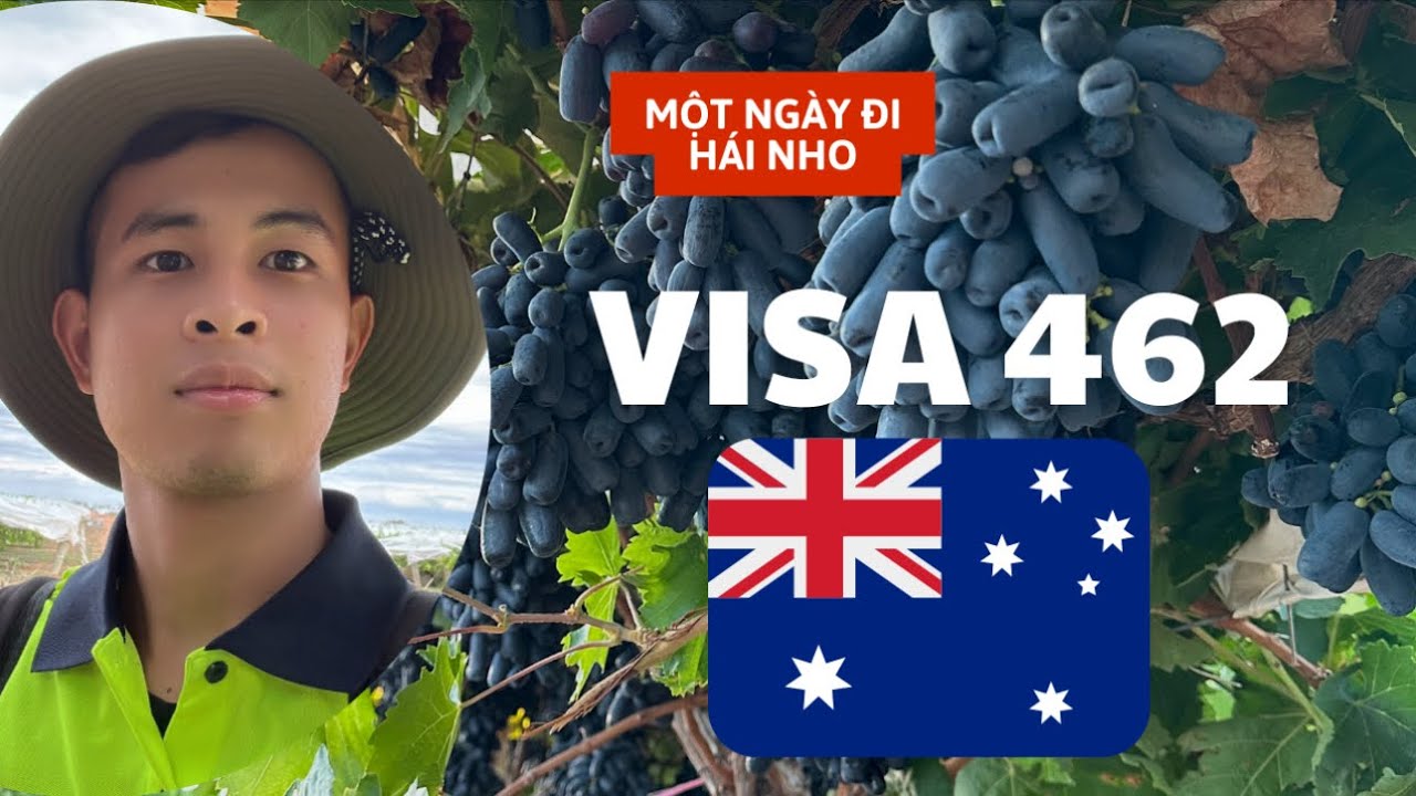 Làm Farm tại Úc - Trải nghiệm một ngày đi hái nho móng tay với visa 462 ...