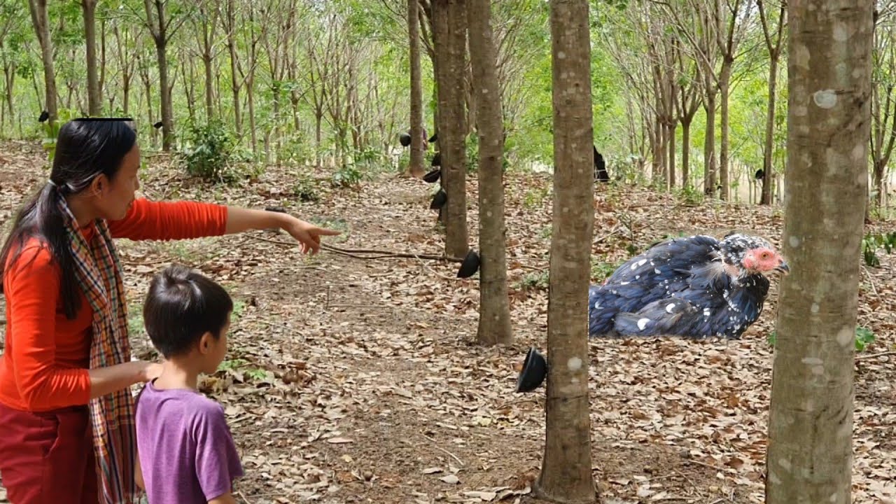 life farm./cooking chicken at home in the rubber plantation. - YouTube