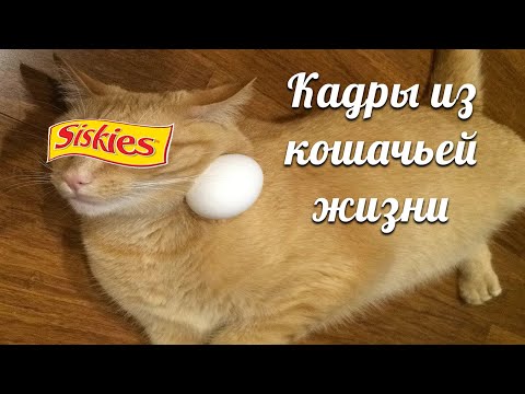 Кадры из кошачьей жизни [RYTP]