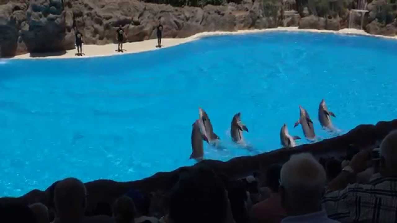 Loro Parque - Dolphin Show - YouTube