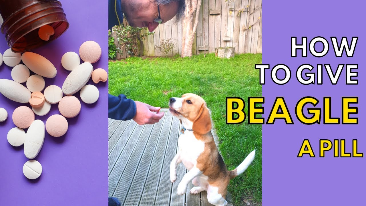 How to give Beagle Dog a Pill - YouTube