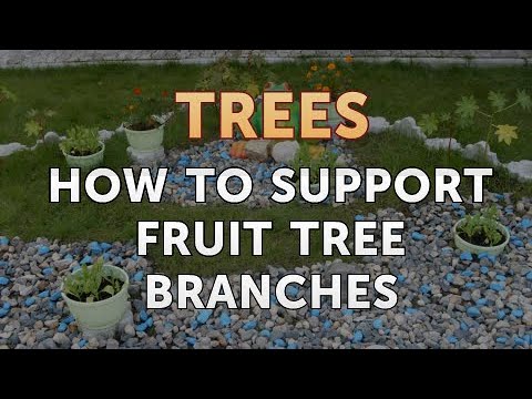How to Support Fruit Tree Branches - YouTube