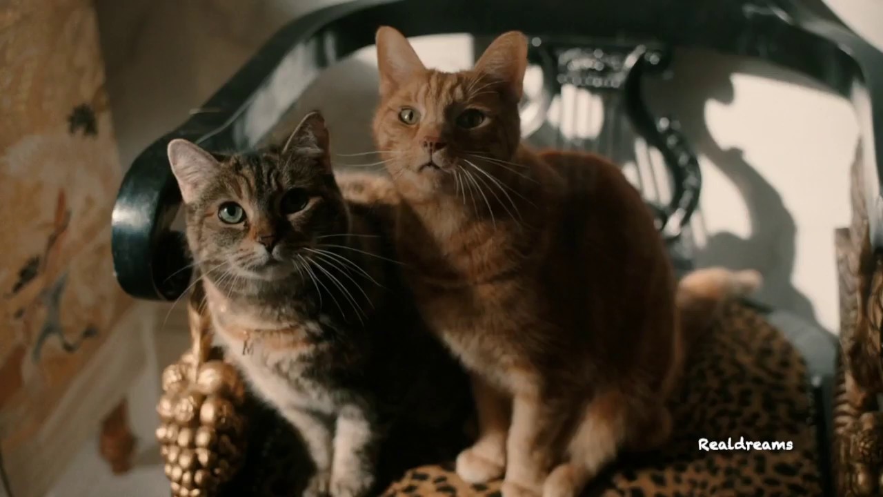 BoRhap Movie: the Oscar goes to The Cats - YouTube