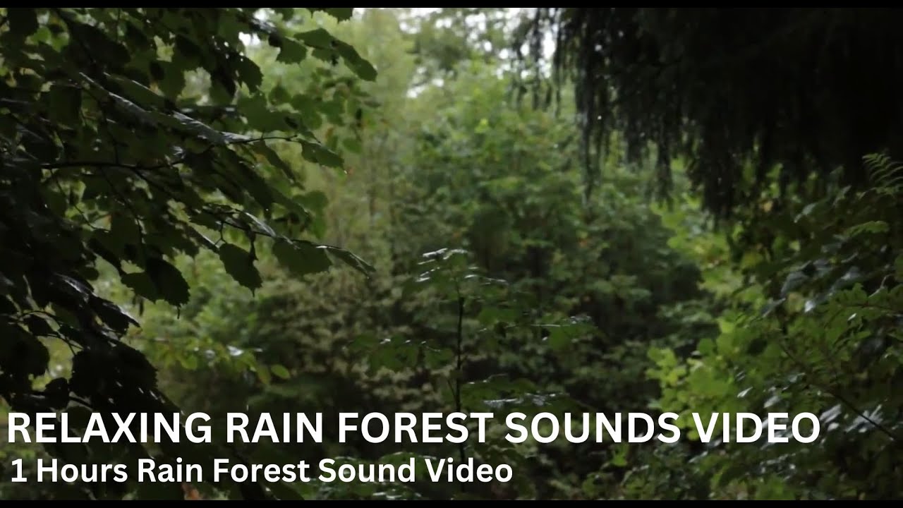 Rainforest Rain Sounds for Sleeping or Studying 🌧️ White Noise ...