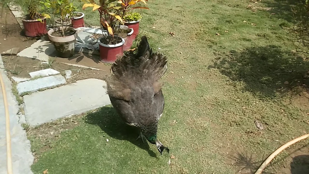 Beautiful peahen Dancing - YouTube