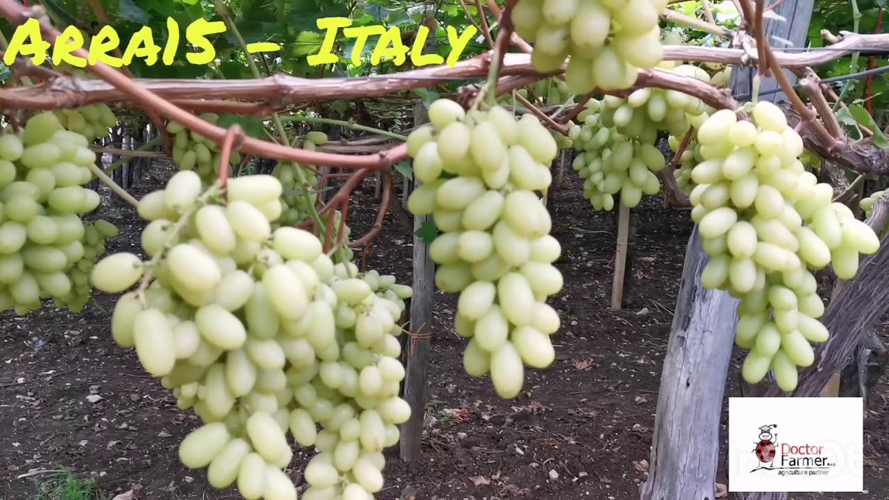 Arra 15: pulita, croccante, bella e saporita. - YouTube