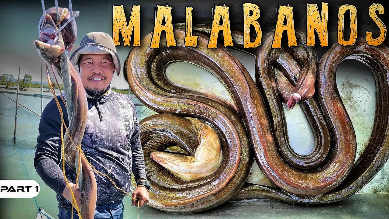 P1-LECHON MALABANOS - EP1196 - YouTube