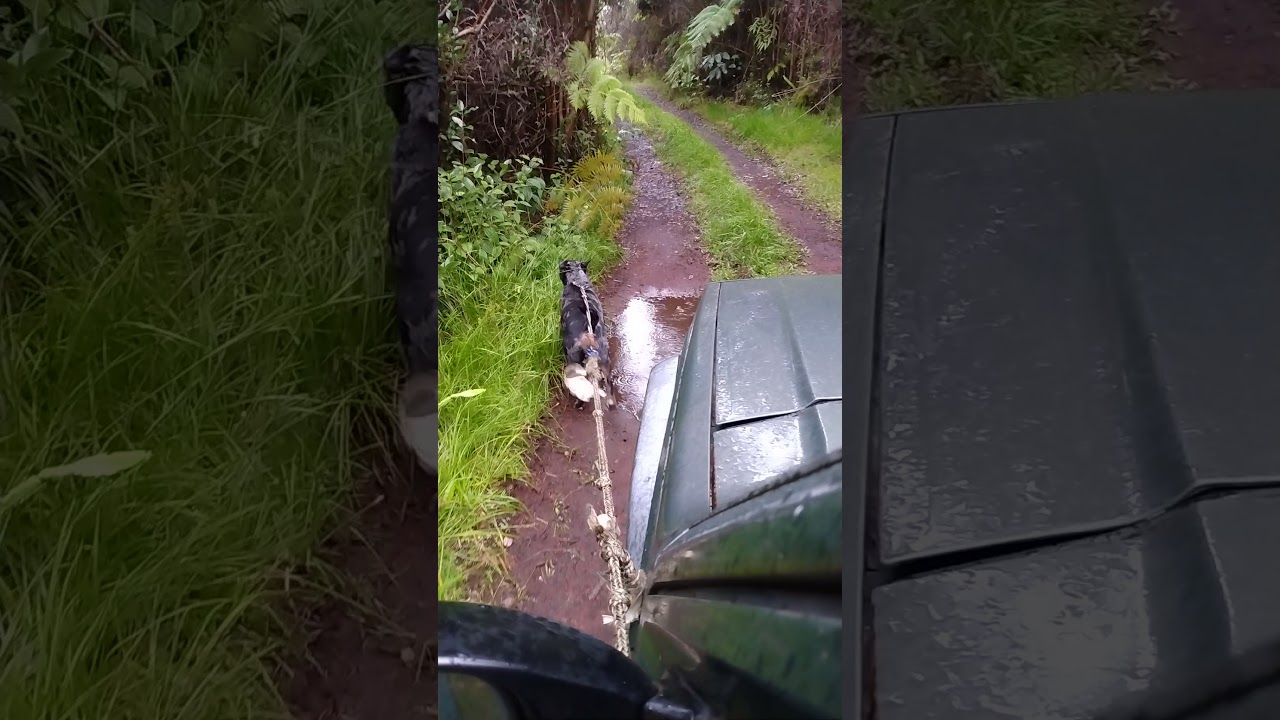 Wild boar 🐗 hunting with a wild 🐗 boar hunting dog on my own property ...