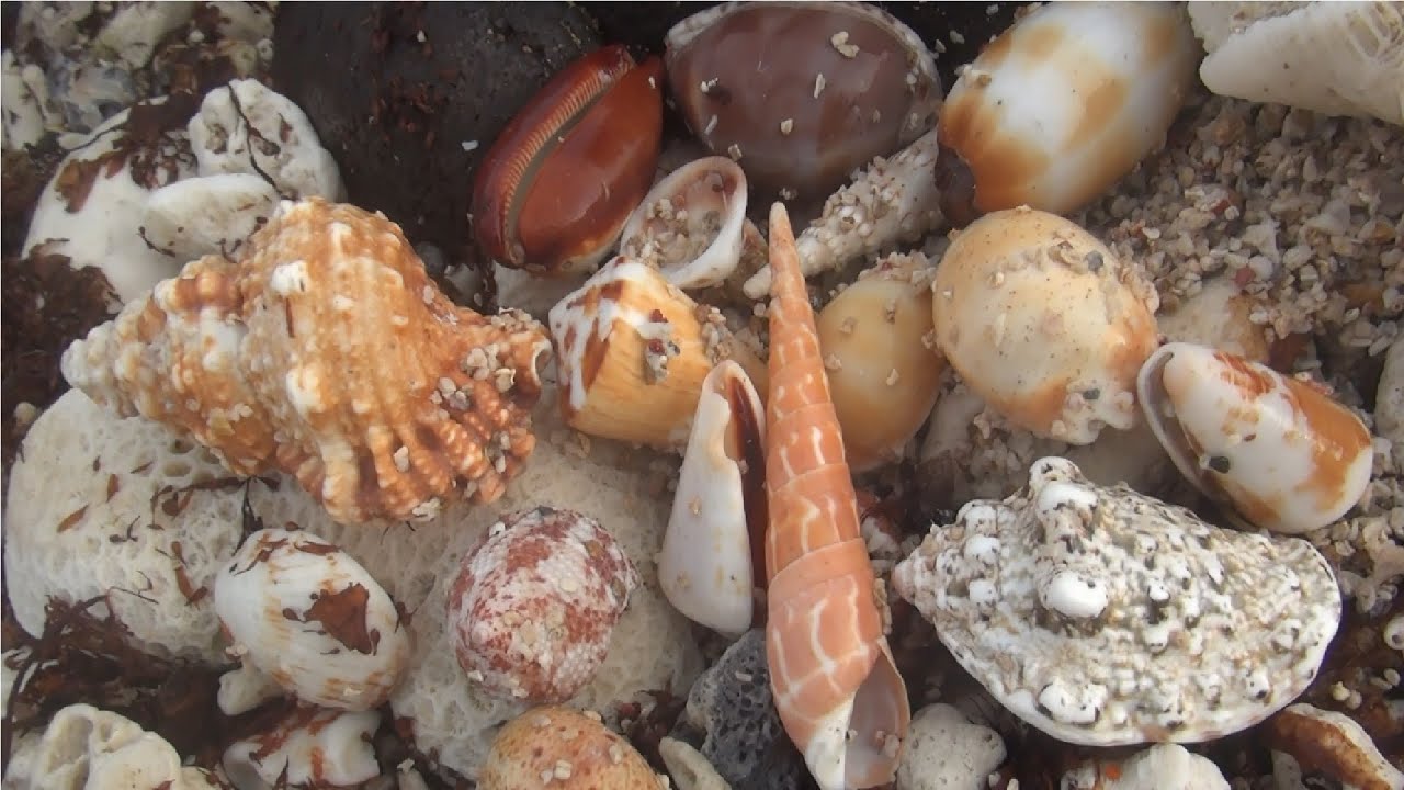 walking on the beach picked up a shell - YouTube
