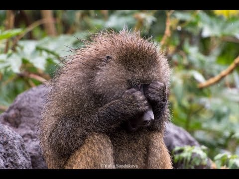 Crying baboon - YouTube