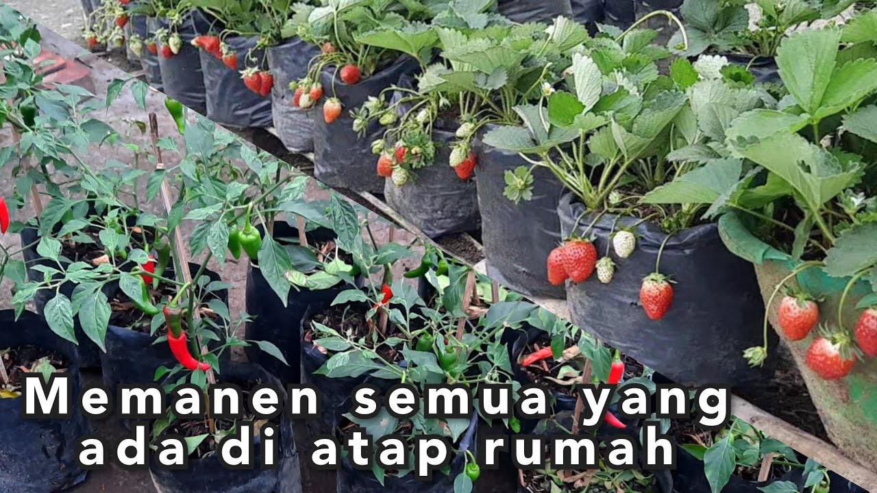 Memanen semua yang ada di atap rummah panen strawberry cabe #berkebun # ...