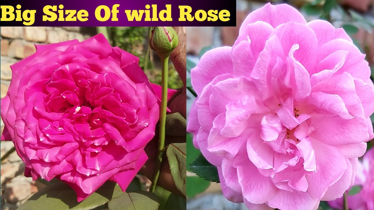 Big Size Of Wild Rose - YouTube
