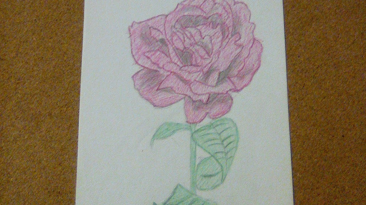 Drawing a pink rose with only a green pencil crayon and a pink wax ...