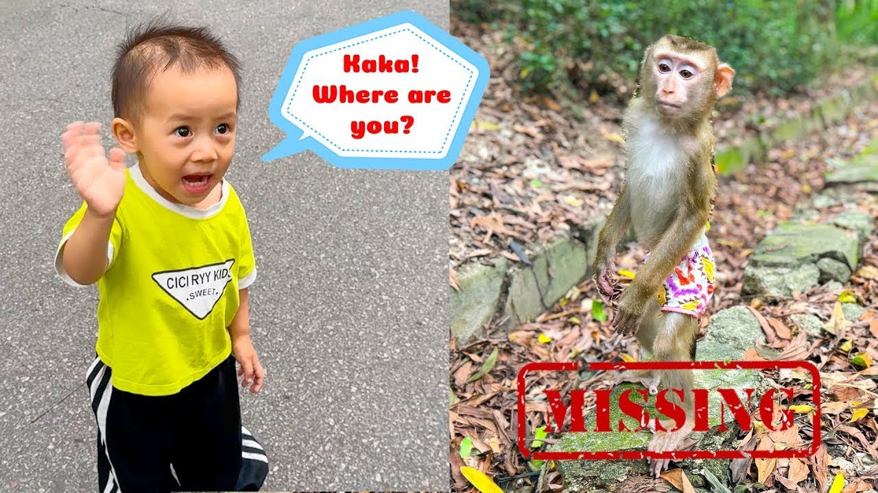 Where is Kaka monkey? Kaka's disappearance makes Diem worried - YouTube