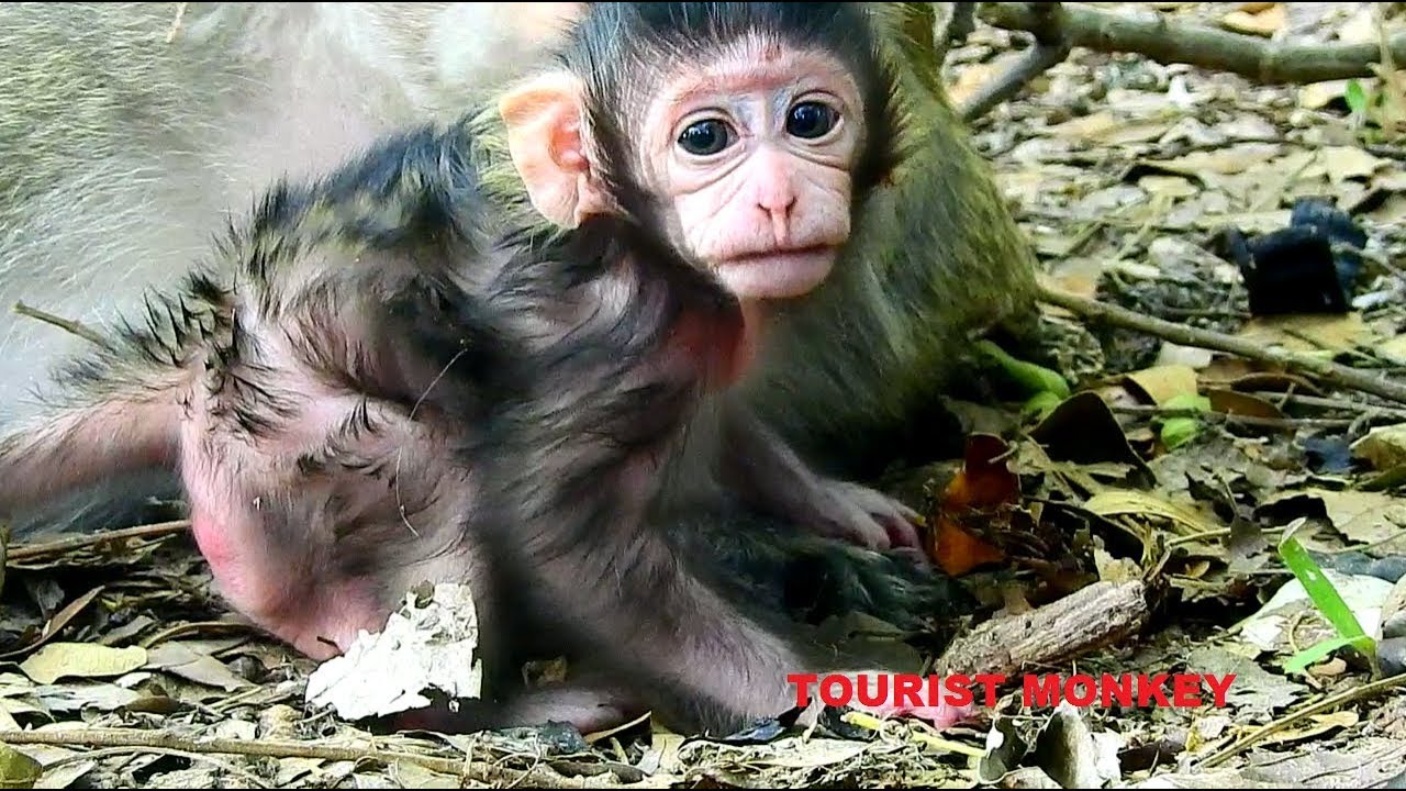 Very short and fat newborn monkey, Very red skin and black hair newborn ...