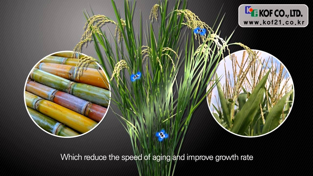 KOF Erectness - Potassium Silicate fertilizer (English Version) - YouTube