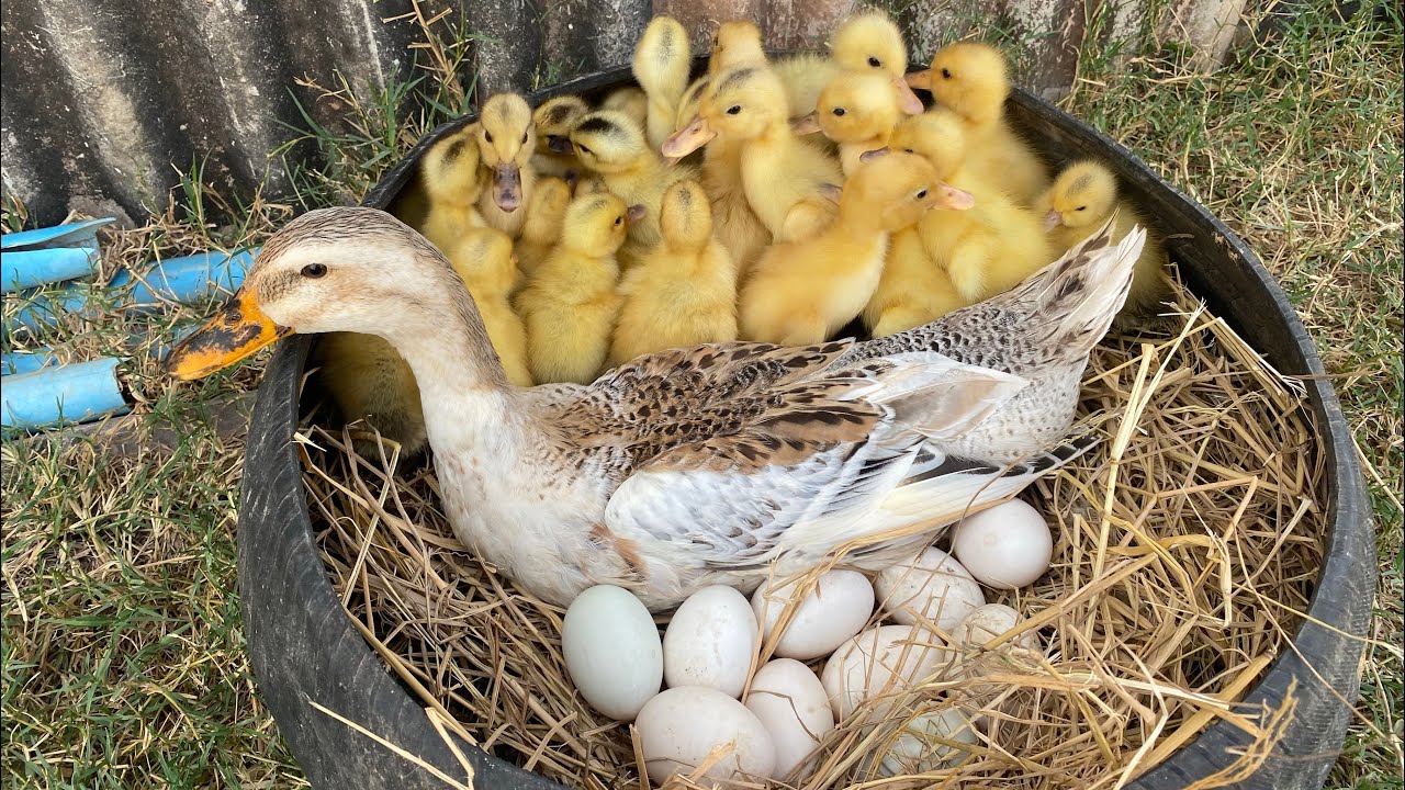 Amazing Pekin Ducklings Hatching From Eggs_Nee Baby Duck Cute cute Born ...