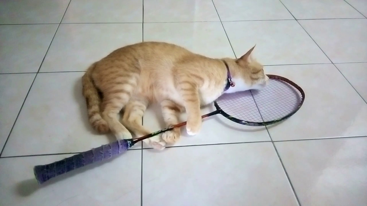 CUTENESS OVERLOAD! CAT PLAY BADMINTON / PEKKAchu Owyen - YouTube