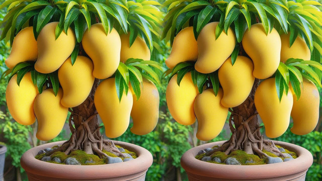 🔴LIVE🪴10 Pro Tips for Growing BIGGER Mango, Guava, Lemon Trees Faster ...