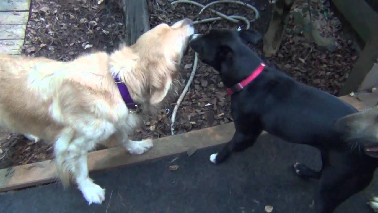 It's PLAYTIME at Old Friends Senior Dog Sanctuary!! - YouTube