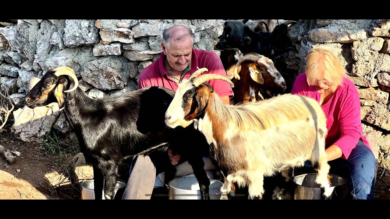 Κοπάδι Γίδια, Goats 🐐 George and Maria with their herd, Στρούγκα ...