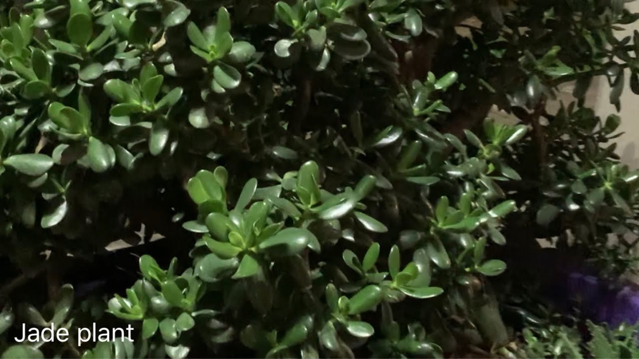 Beautiful Jade plant - YouTube