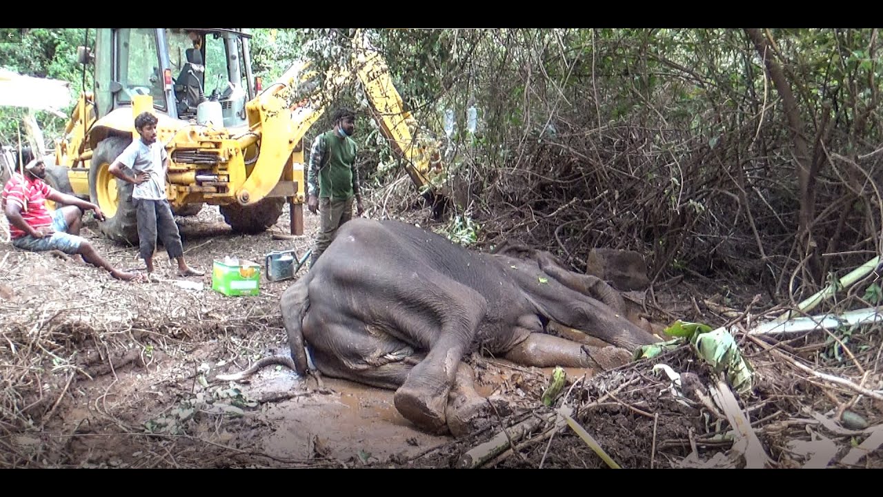Injured Female wild elephant was treated by wildlife officers - part 2 ...