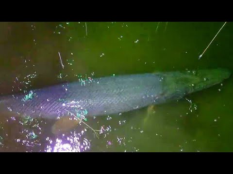 Catching a monster while fishing off my balcony! + Stingray gives birth ...