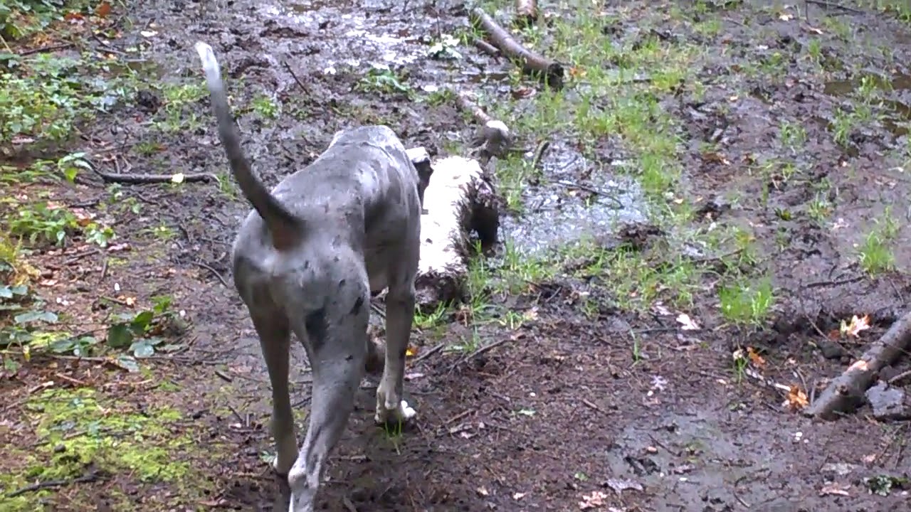 STANLEY'S MUD ROLL... - YouTube