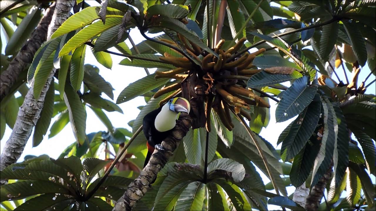 White-throated Toucan in Iwokrama Forest, Guyana - YouTube