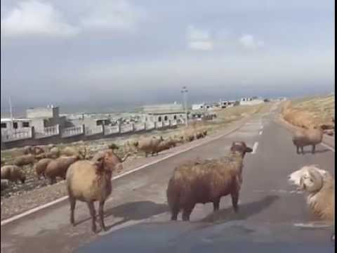 Pelea de carneros rompen auto - YouTube