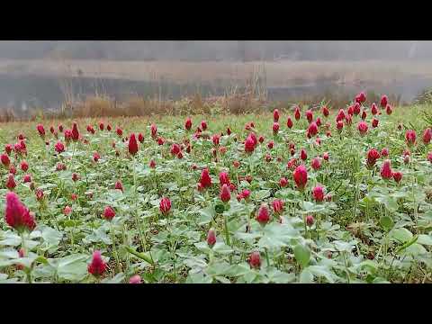 Flowers in Fog - YouTube