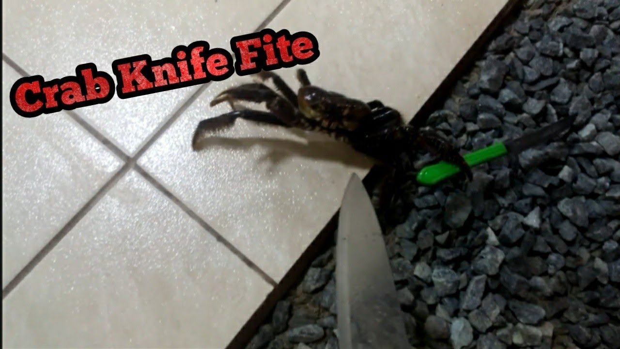 Crab Knife Fite - YouTube