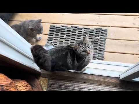 Eight hungry kitties on Caturday morning 😺 - YouTube