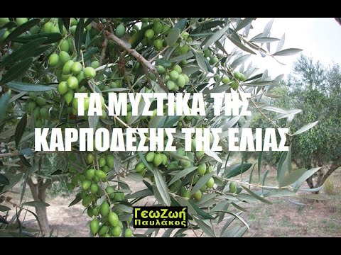 ΓΕΩΖΩΗ - ΤΑ ΜΥΣΤΙΚΑ ΤΗΣ ΚΑΡΠΟΔΕΣΗΣ ΤΗΣ ΕΛΙΑΣ - YouTube