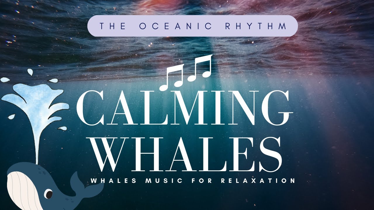 Calming Whales || The Oceanic Rhythm || Whales sound for relaxation ...