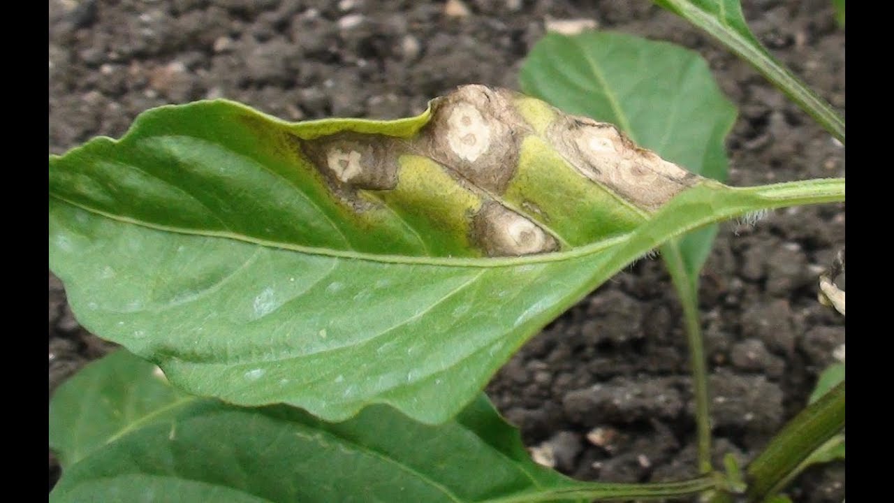 मिर्च के मुख्य रोग (Cercospora leaf spot & Powdery mildew) - YouTube