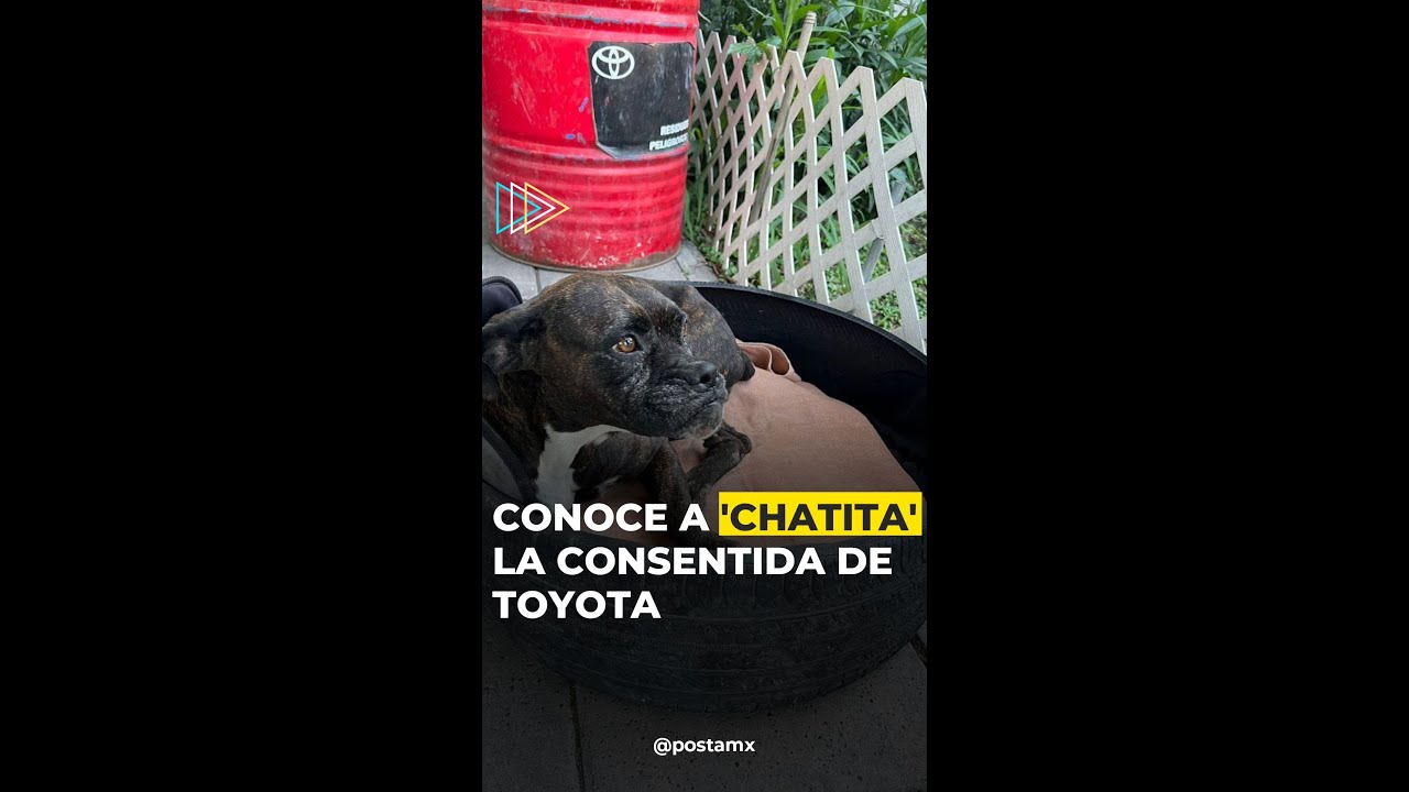 Conoce a ‘Chatita' la perrita bóxer consentida de la agencia Toyota ...