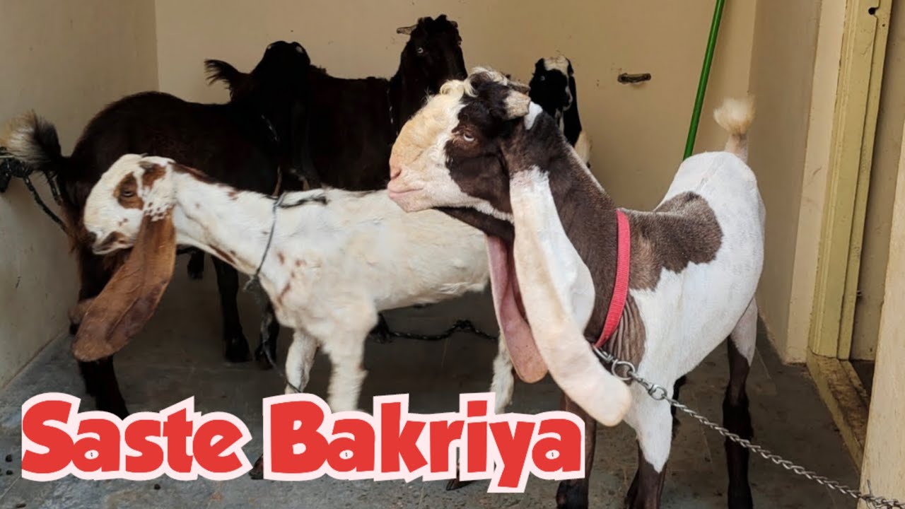 Hyderabadi Bakriya in Hyderabad at Zafar Supari Goat Farm | Hyderabadi ...