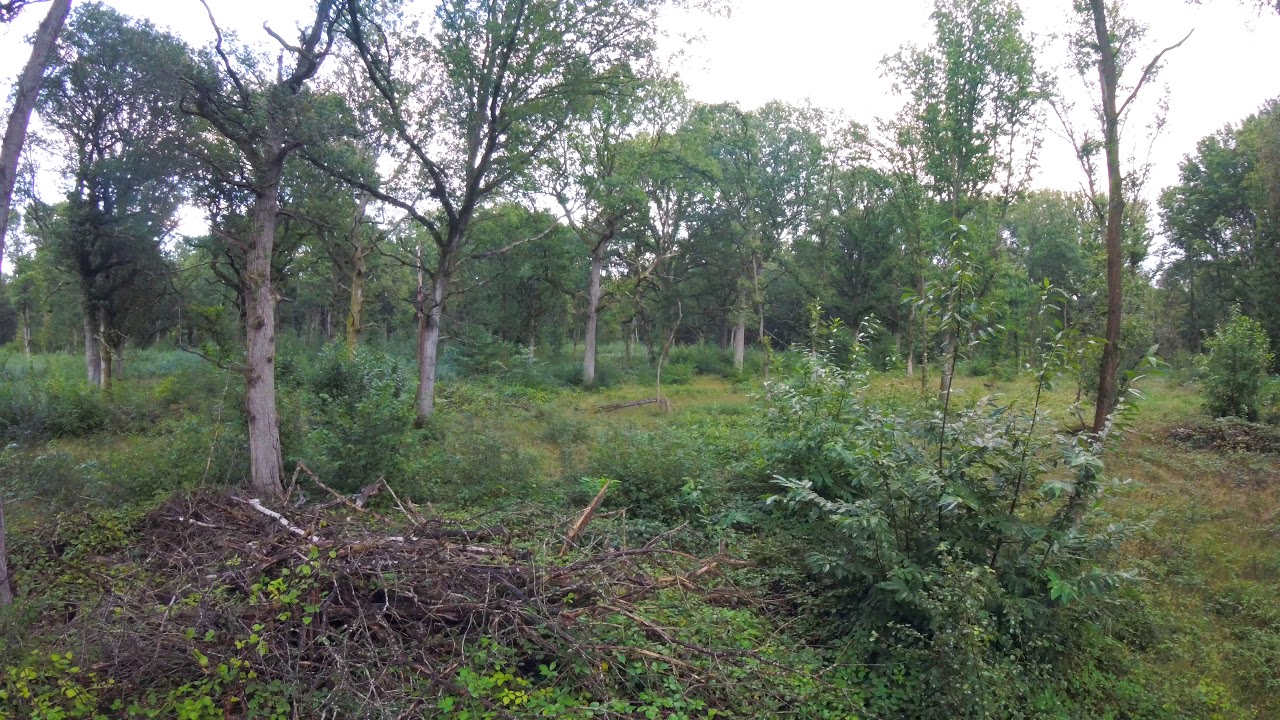 Pamber Forest 4K - YouTube