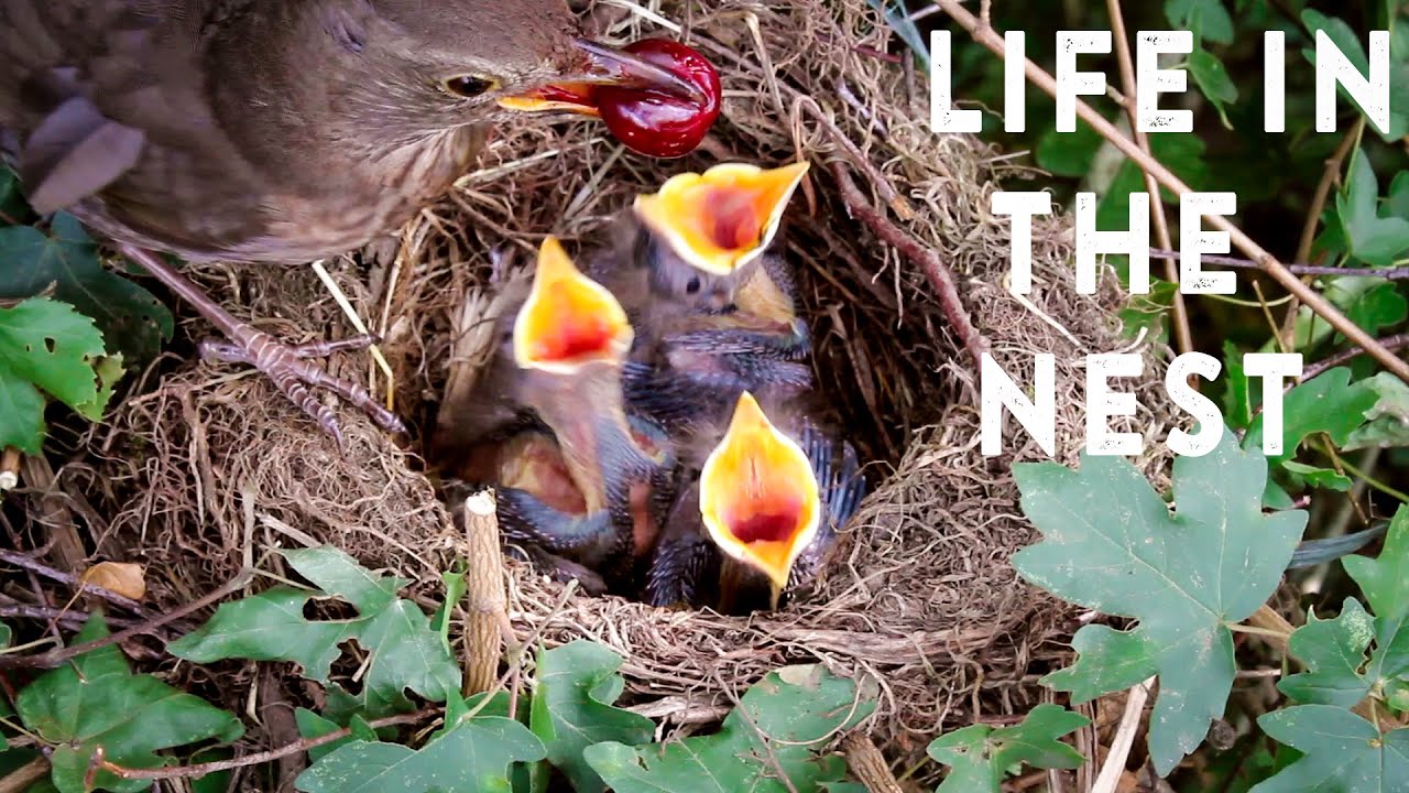 A Peek Inside the Life of A Blackbird - Nature - YouTube