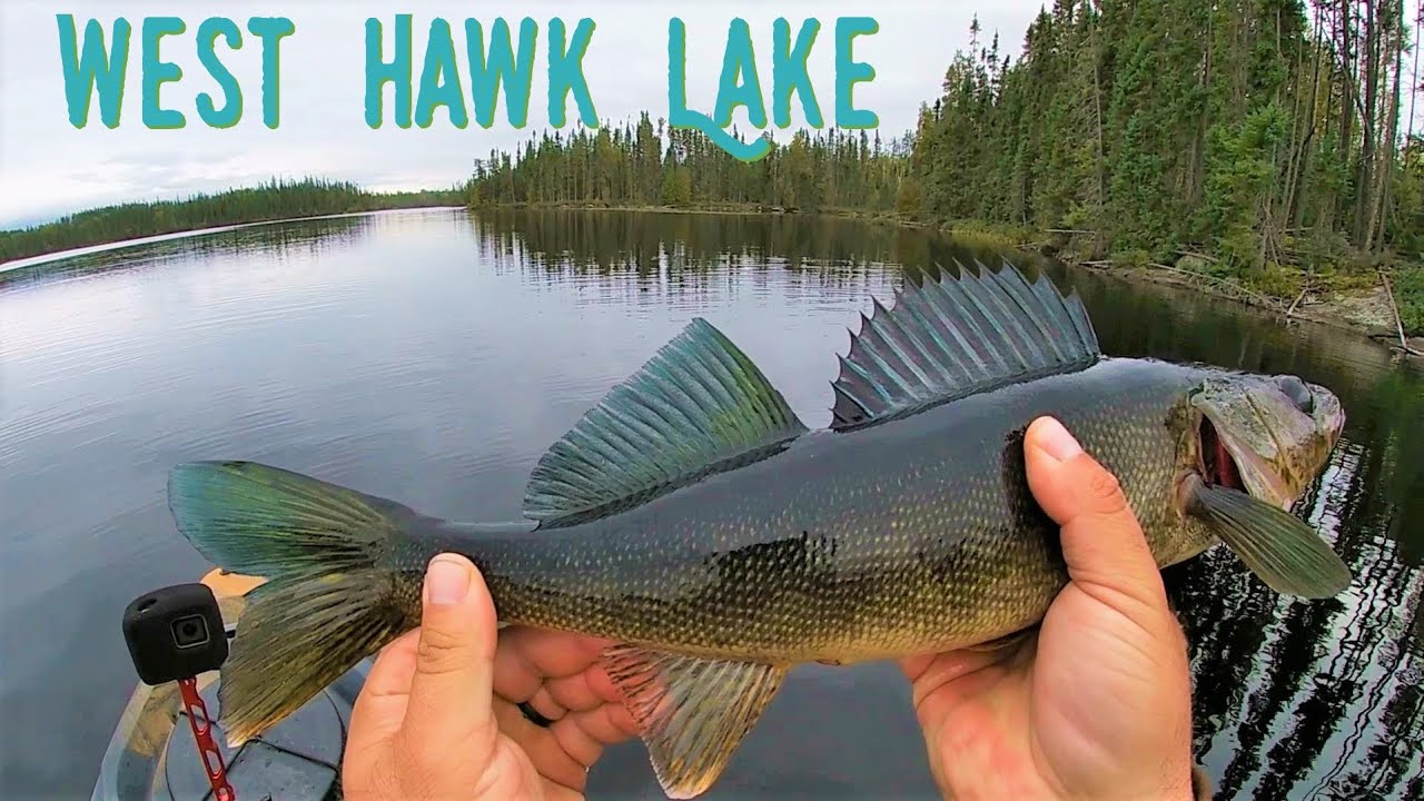 Canadian Shield Fishing - BLUE WALLEYE from a new lake | multi-species ...