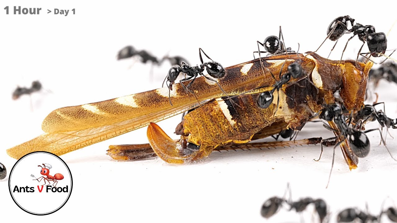 Ants Eating Dead Katydid Time Lapse - YouTube