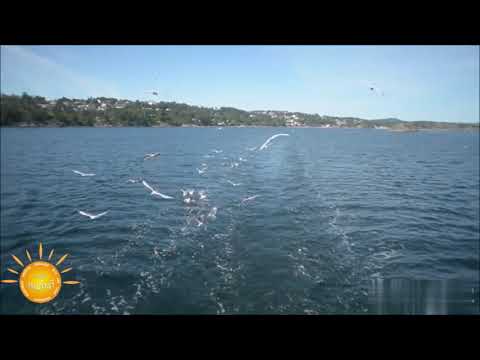 BAGISIKLIK SİSTEMINIZI GÜÇLENDİRMEK VE BİLİÇALTINIZI SİFAYA KODLAMA