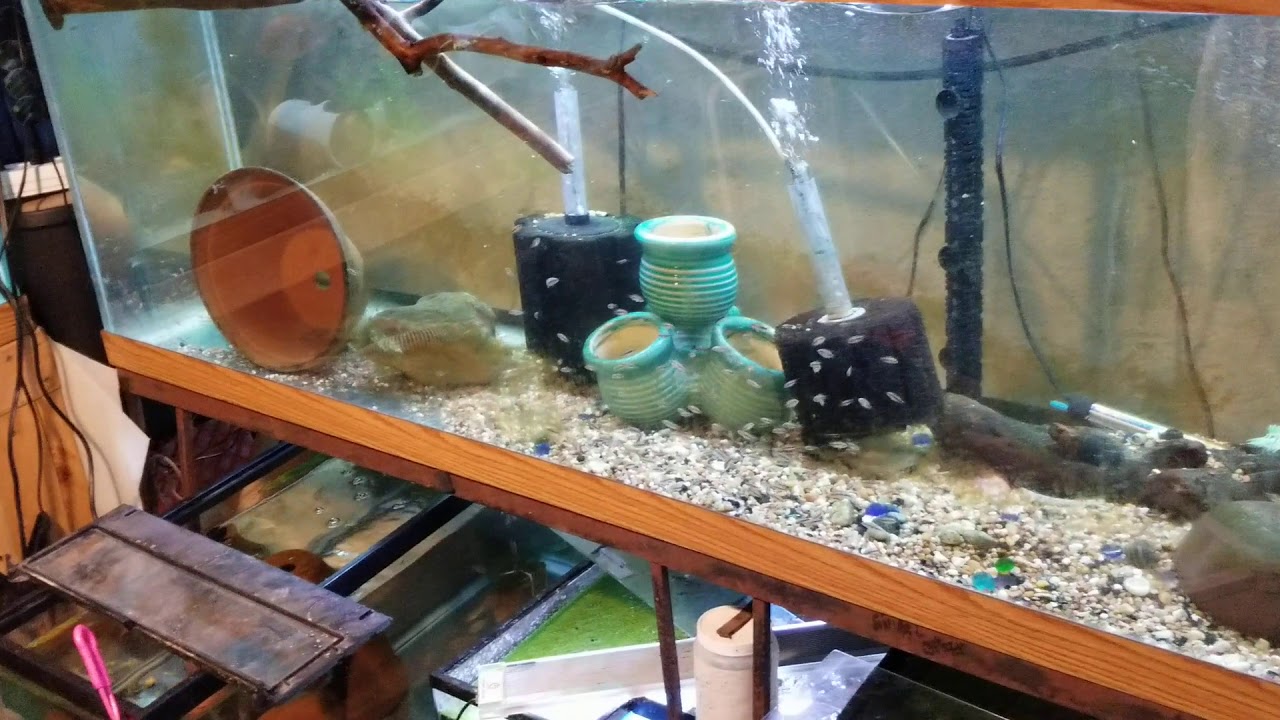 ALL MY TANKS IN THE BASEMENT - YouTube