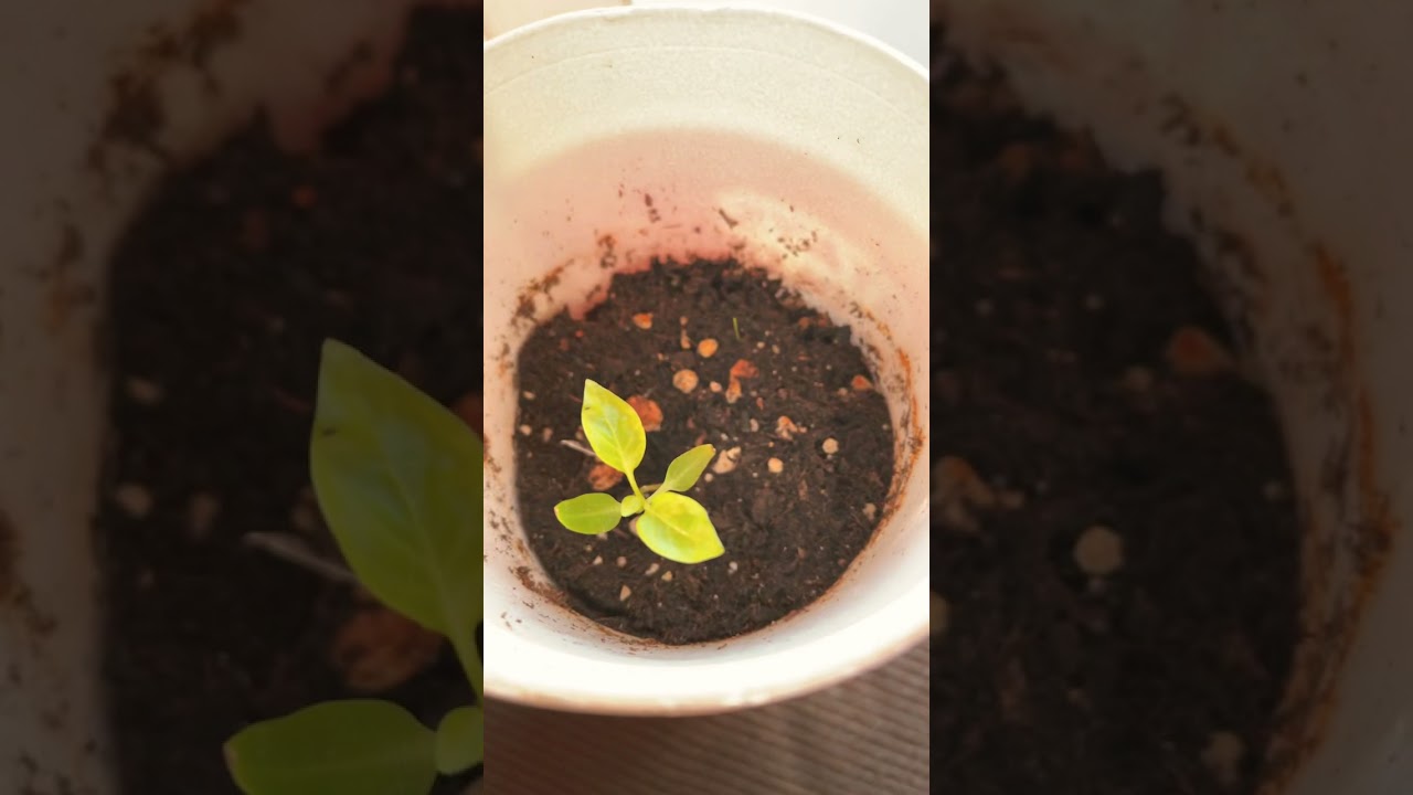 Baby cherry tree 🍒 still growing inside Warm Home - YouTube