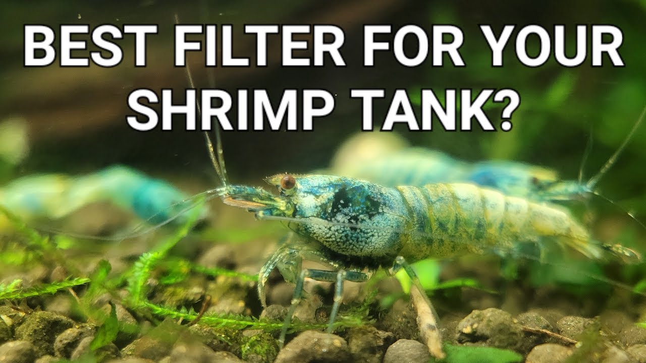 What Is The BEST Filter For Your Shrimp Tank? - Sponge, Hang On Back ...