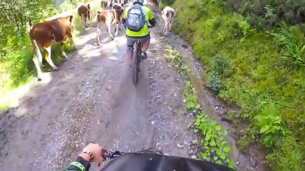 GoPro - Mountain Bike Encounter with Cows - YouTube
