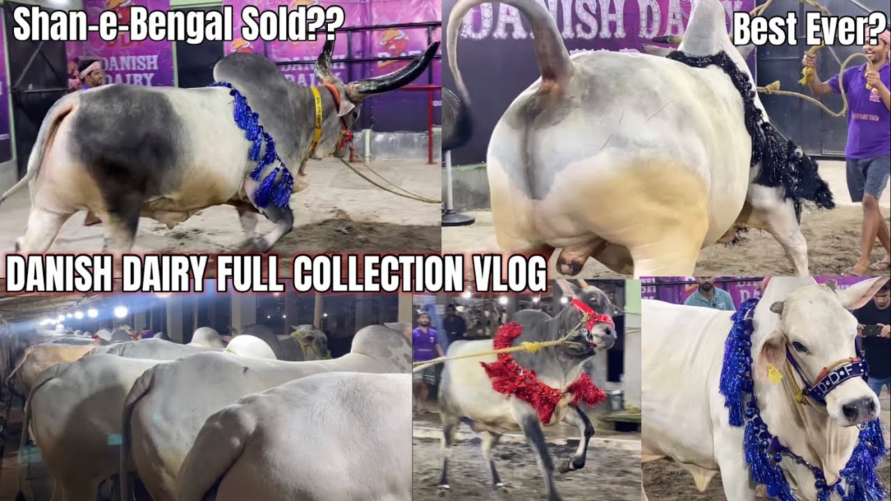 FULL COLLECTION VLOG FROM DANISH DAIRY FARM || SHAN-E-BENGAL SOLD🔥 || Kolkata Cow 2025 - YouTube